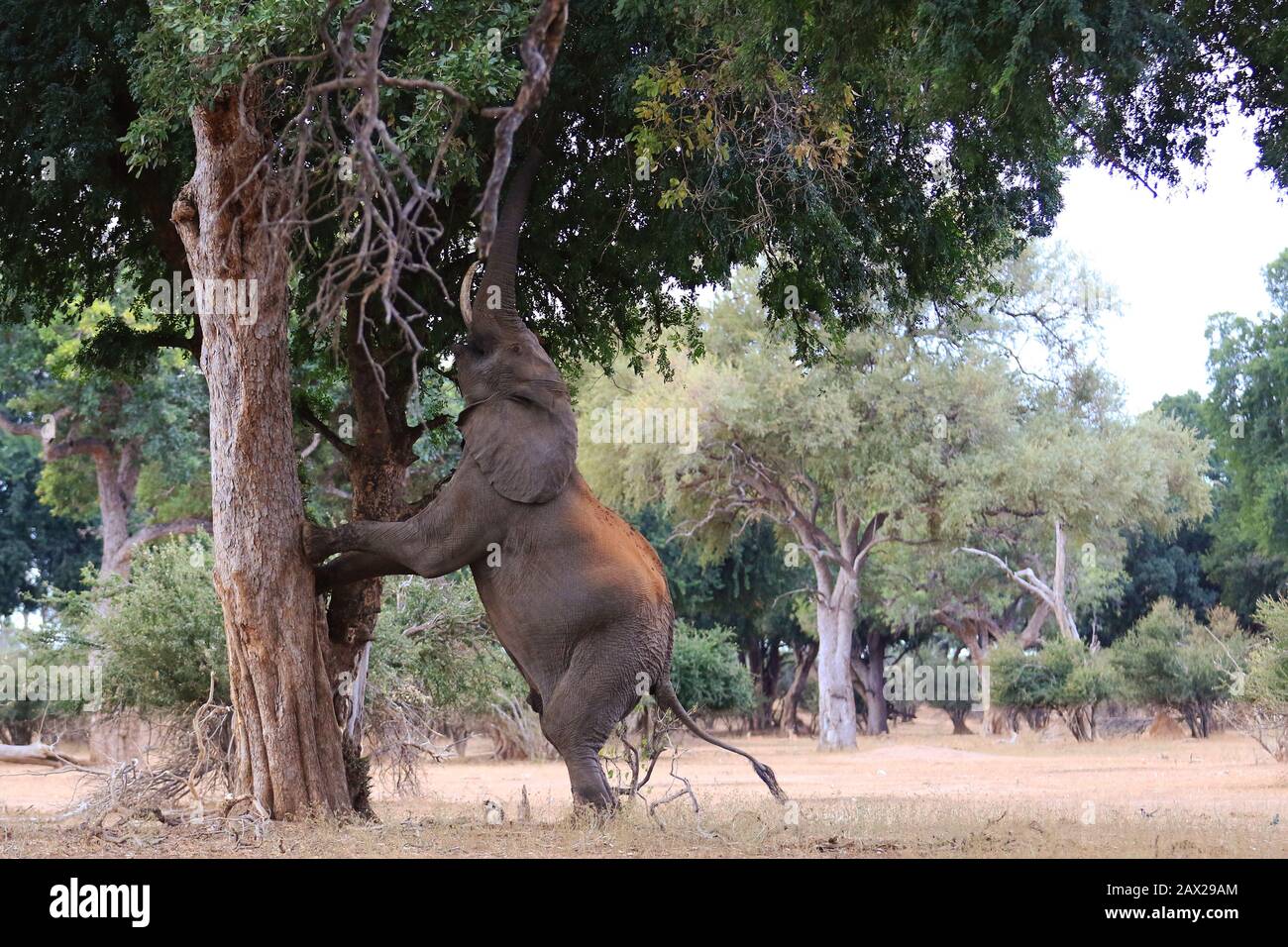 Zimbabwe Elephants, Wildlife in the Zambezi Valley Stock Photo - Alamy