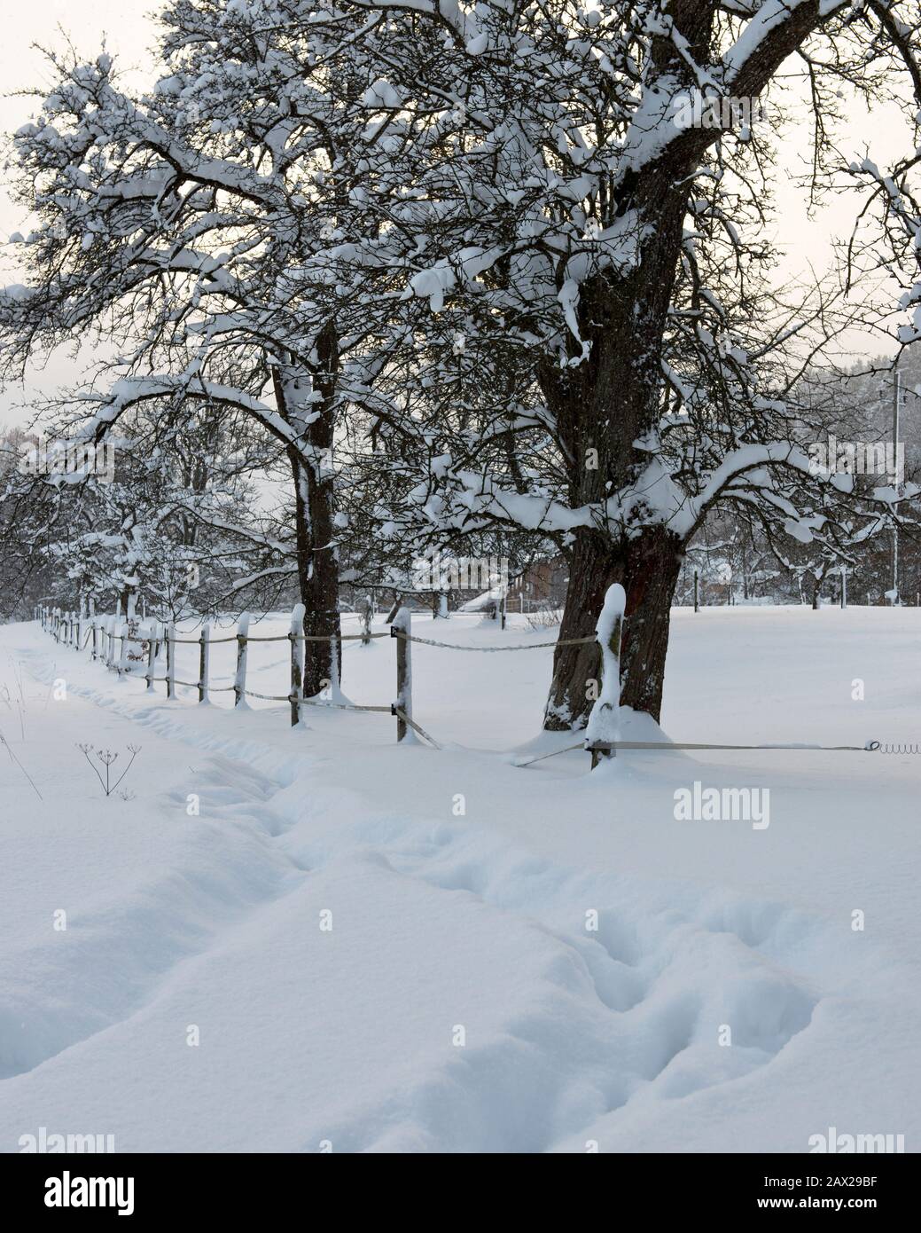 snow covered trees with forest and fences in rural winter landscape in ...