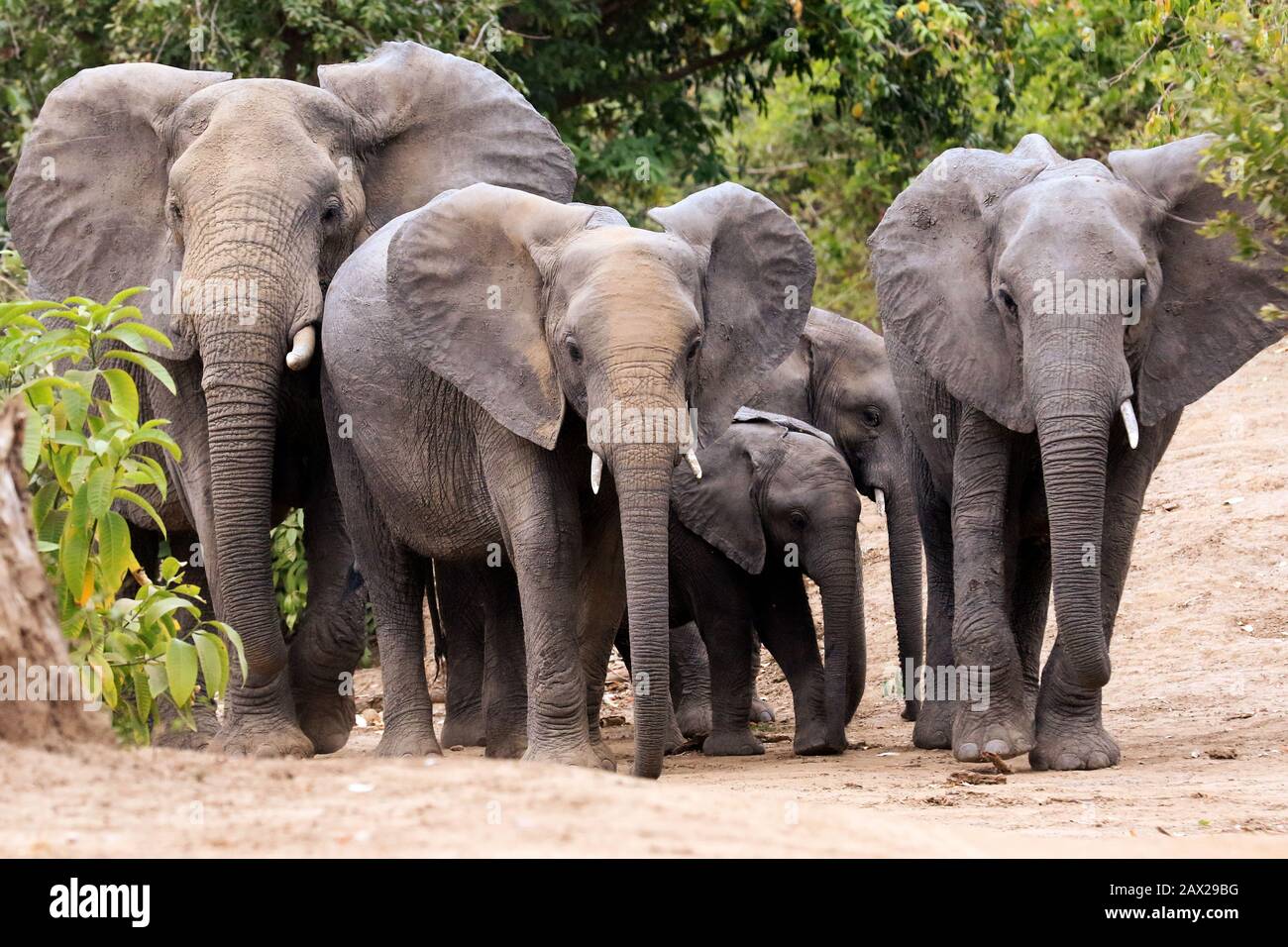 Zimbabwe Elephants, Wildlife in the Zambezi Valley Stock Photo - Alamy