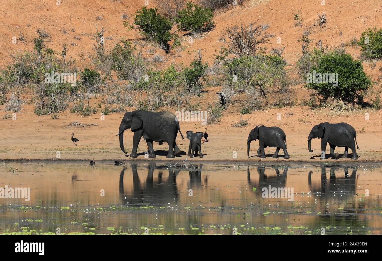Zimbabwe Elephants, Wildlife in the Zambezi Valley Stock Photo - Alamy