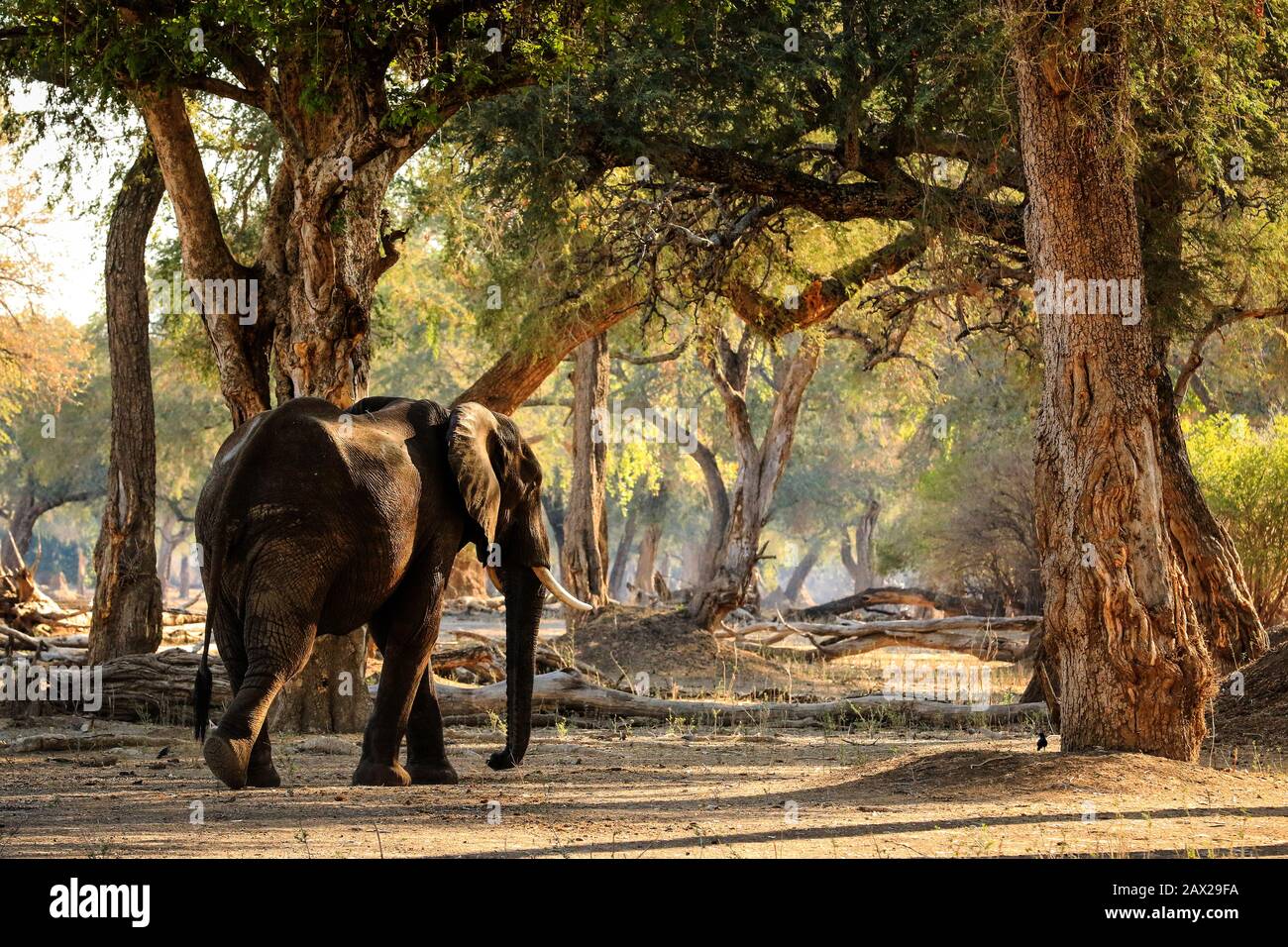 Zimbabwe Elephants, Wildlife in the Zambezi Valley Stock Photo - Alamy