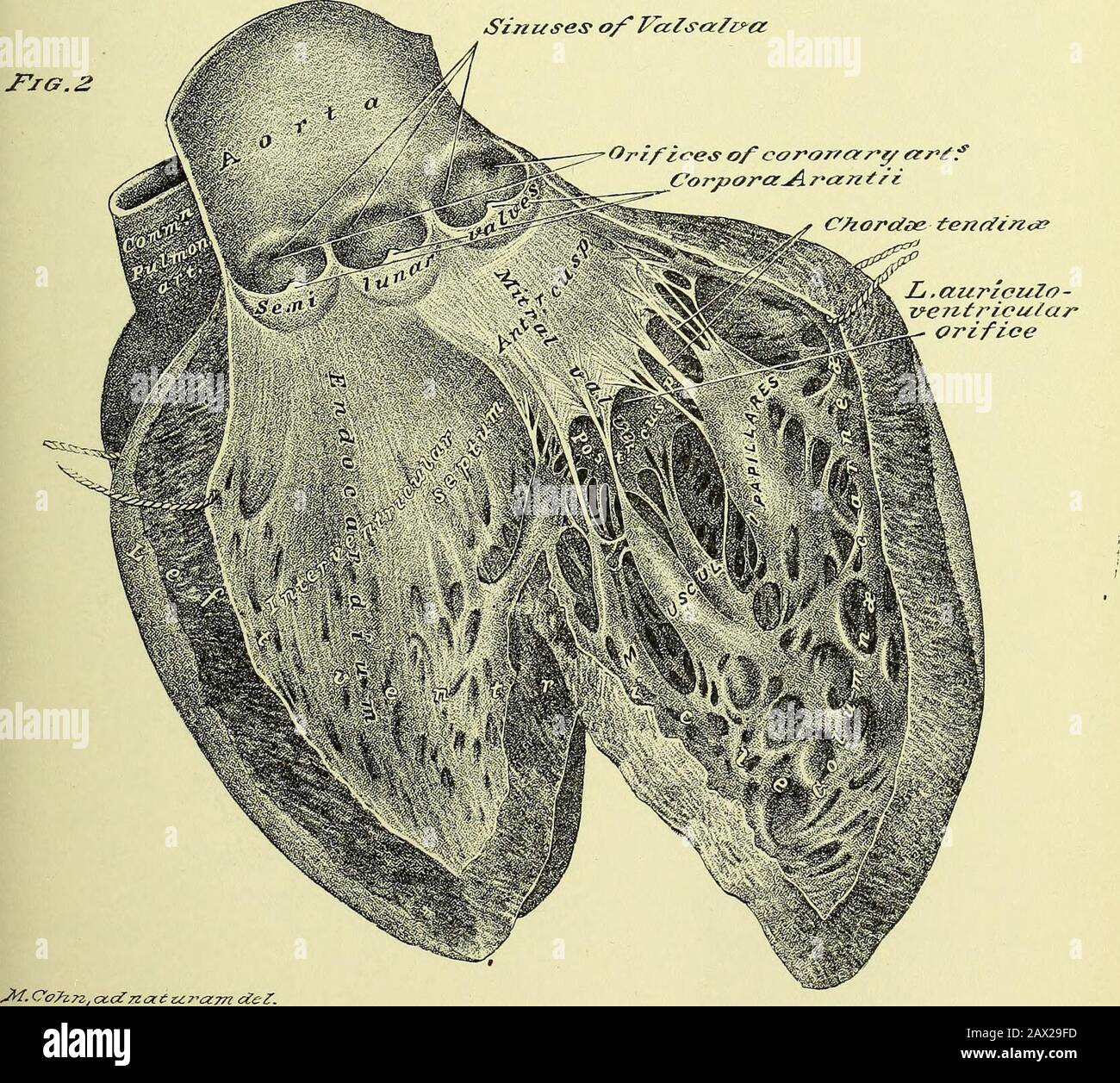Practical human anatomy [electronic resource] : a working-guide for ...