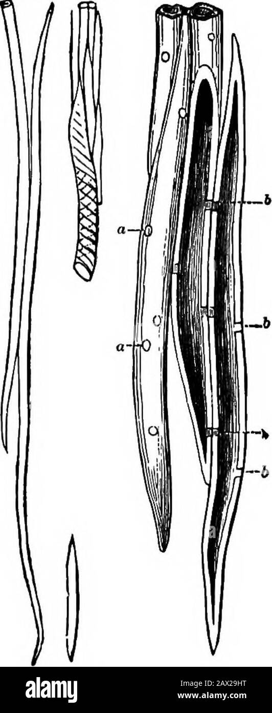 Root strengthening Black and White Stock Photos & Images - Alamy