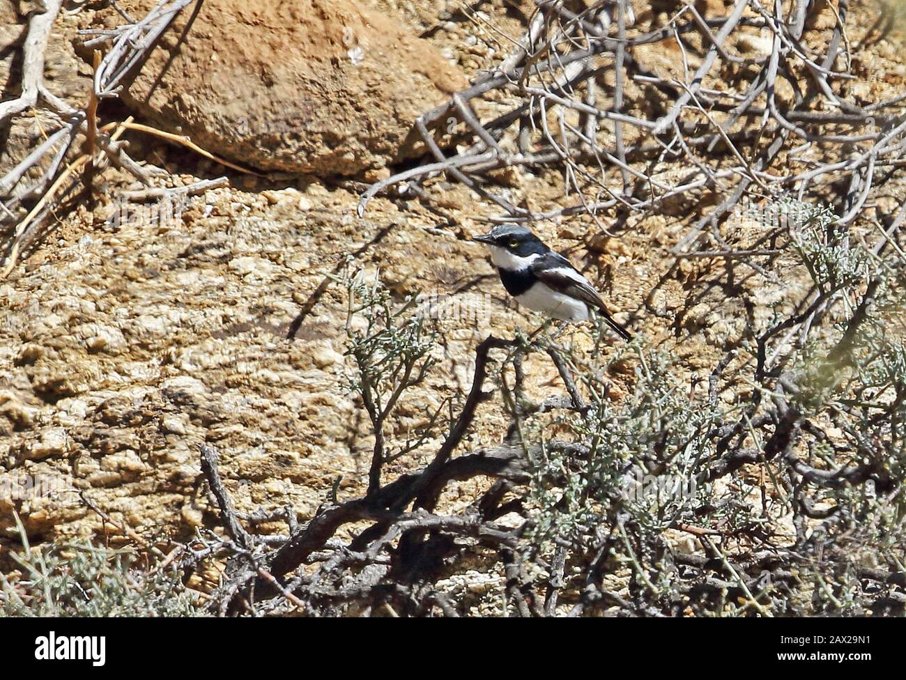 Batis pririt hi-res stock photography and images - Alamy