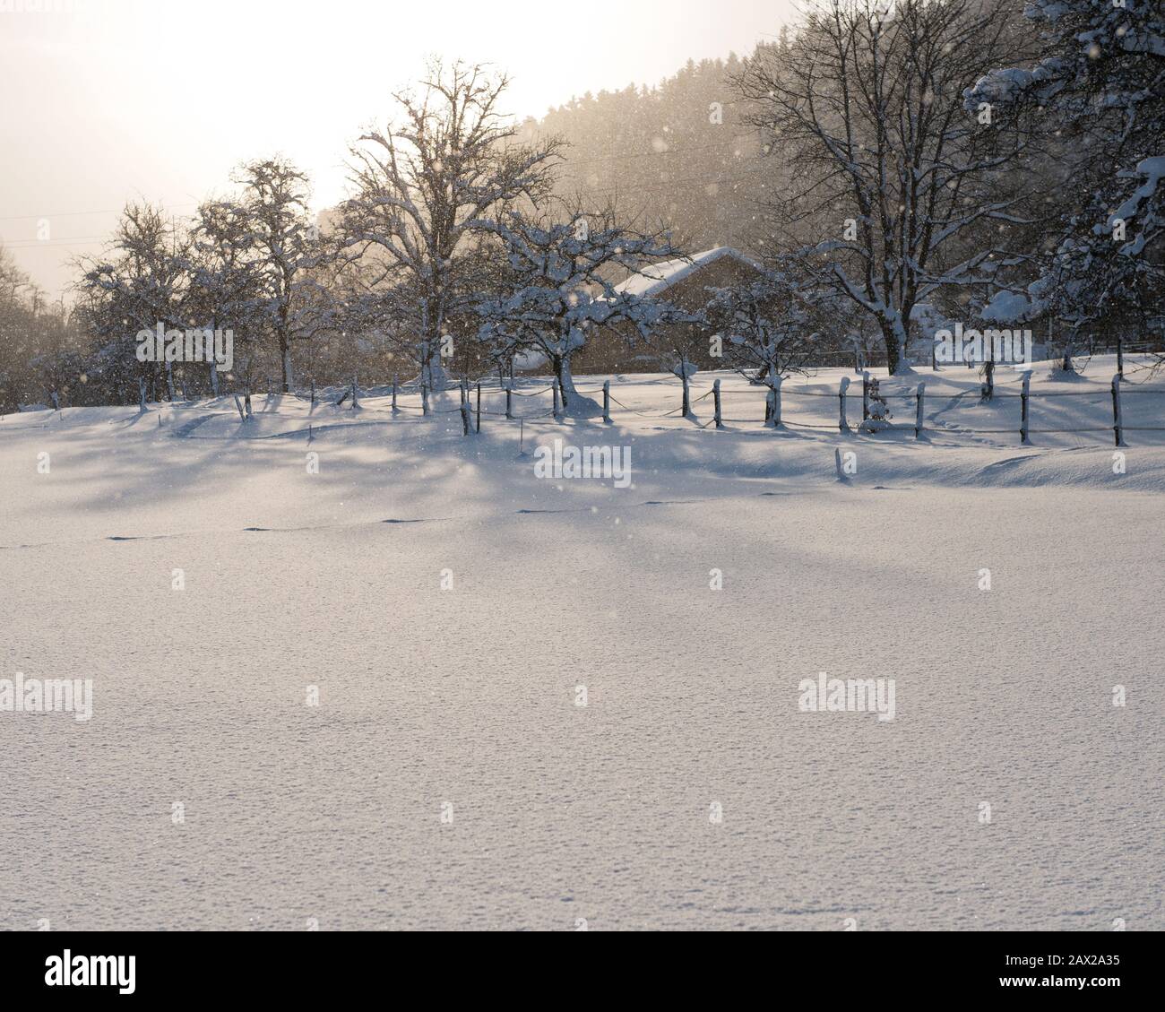 snow covered trees with forest and fences in rural winter landscape in ...