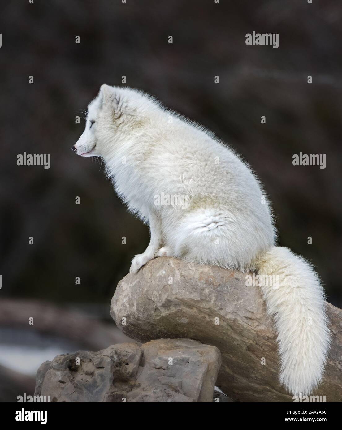 Side view of arctic fox sitting on top of a pile of rocks Stock Photo ...