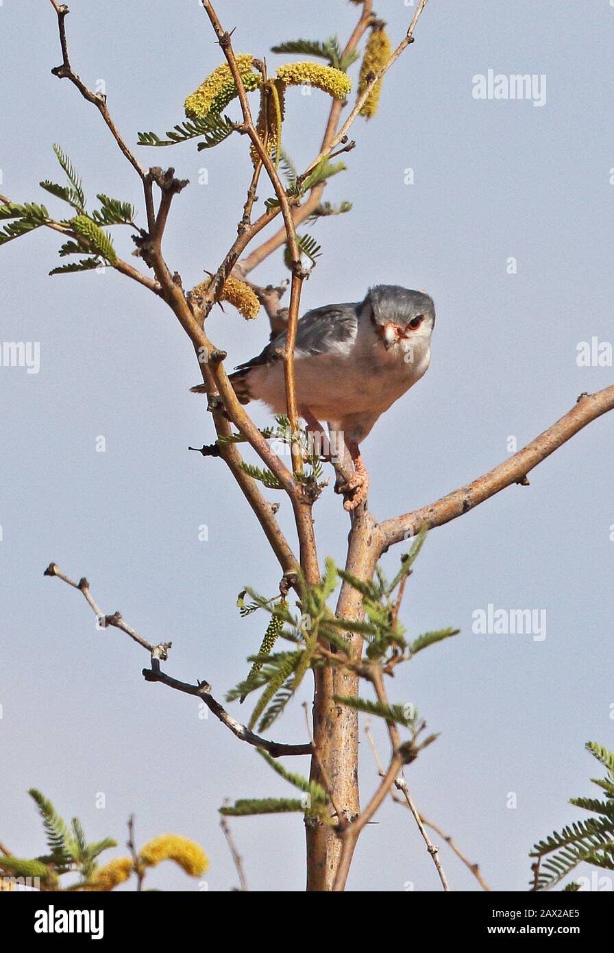 African pygmy falcon polihierax semitorquatus hi-res stock photography ...