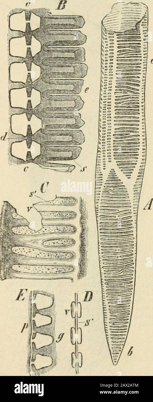 Bordered pits hi-res stock photography and images - Alamy