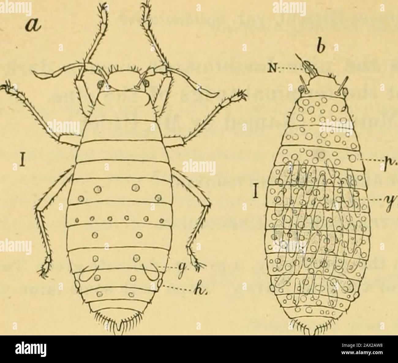 Fifth report of the United States Entomological Commission, being a ...