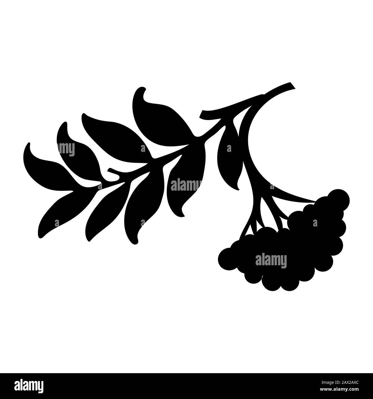 Berries rowan Stock Vector Images - Alamy