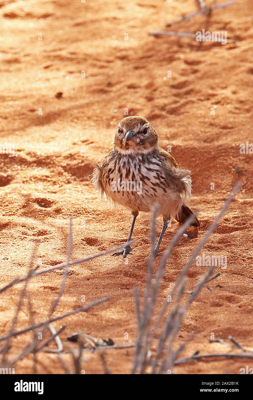 Red Lark (Calendulauda burra) adult on bare sand (dune form ...