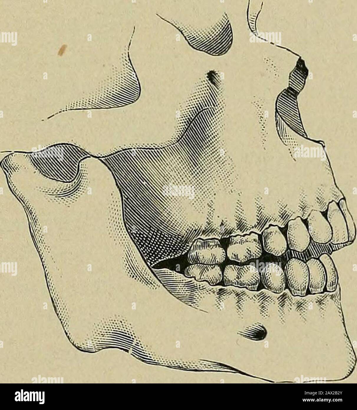 The etiology of osseous deformities of the head, face, jaws and teeth ...