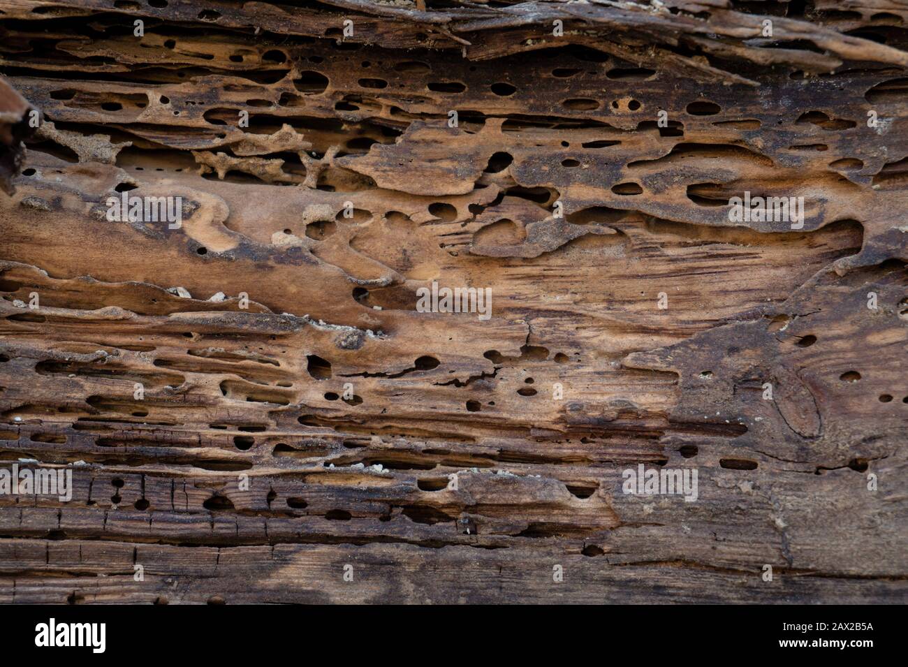 Texture of old wood damaged by bark beetle Stock Photo - Alamy