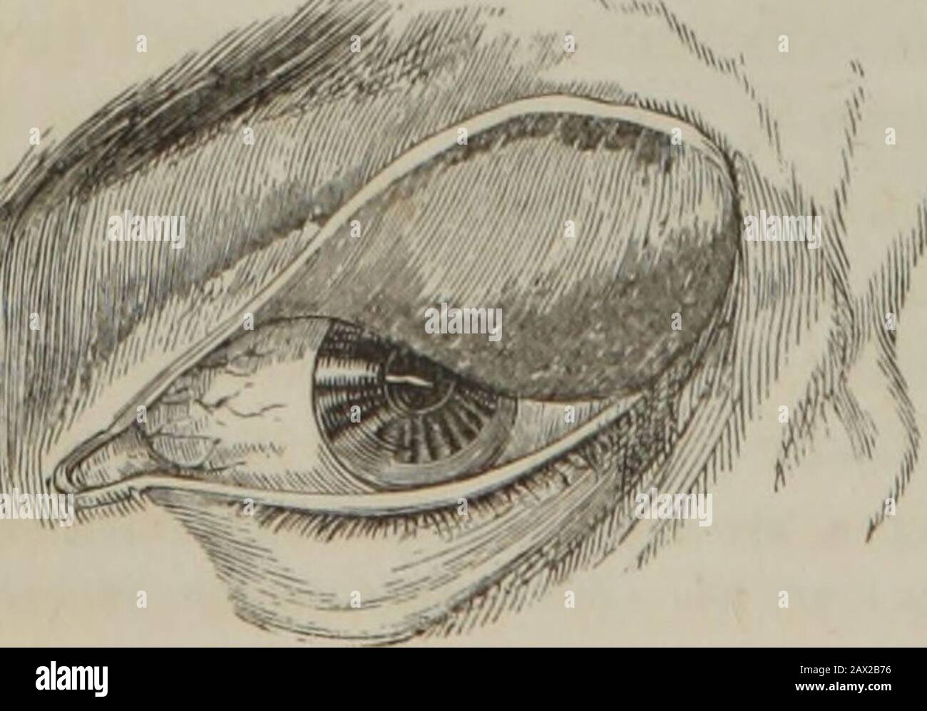 The practice of surgery . l recommended that the lid should be merely ...
