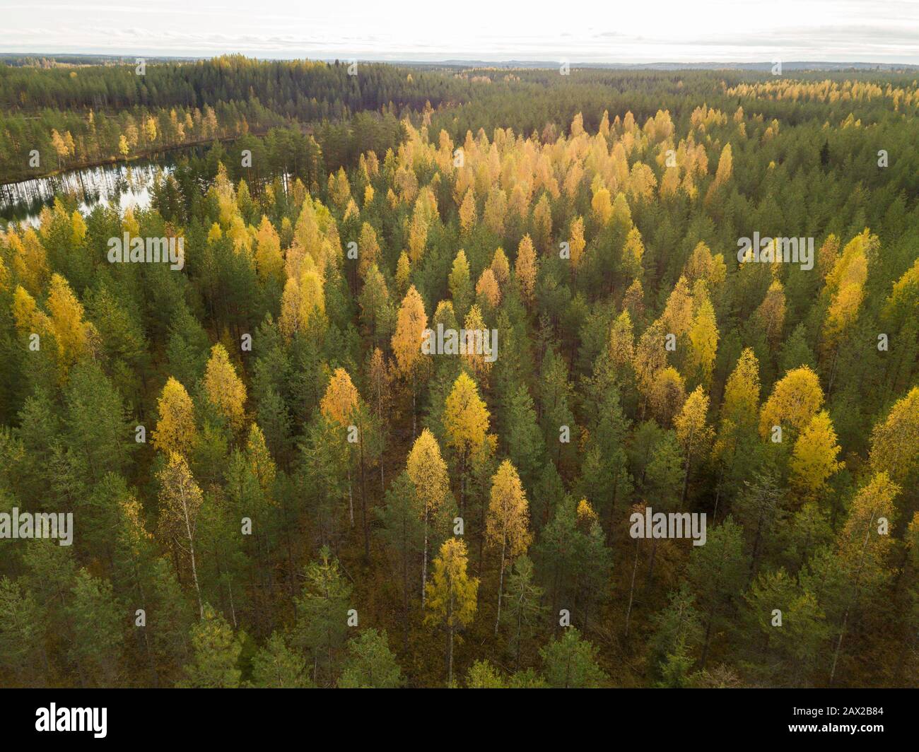 Mixed forest with autumn foliage Stock Photo - Alamy