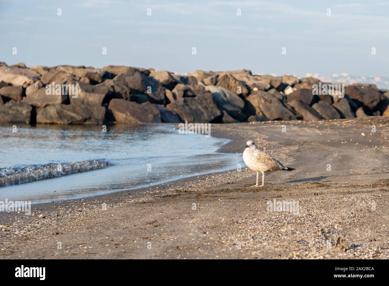 Big seagull sitting on stone hi-res stock photography and images - Alamy