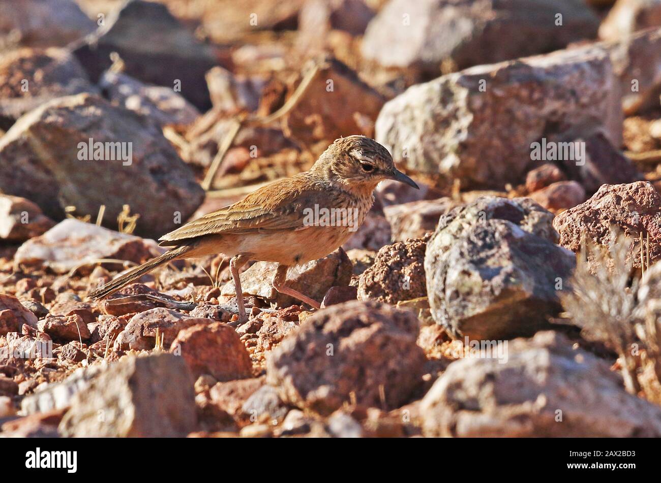 Calendulauda burra hi-res stock photography and images - Alamy
