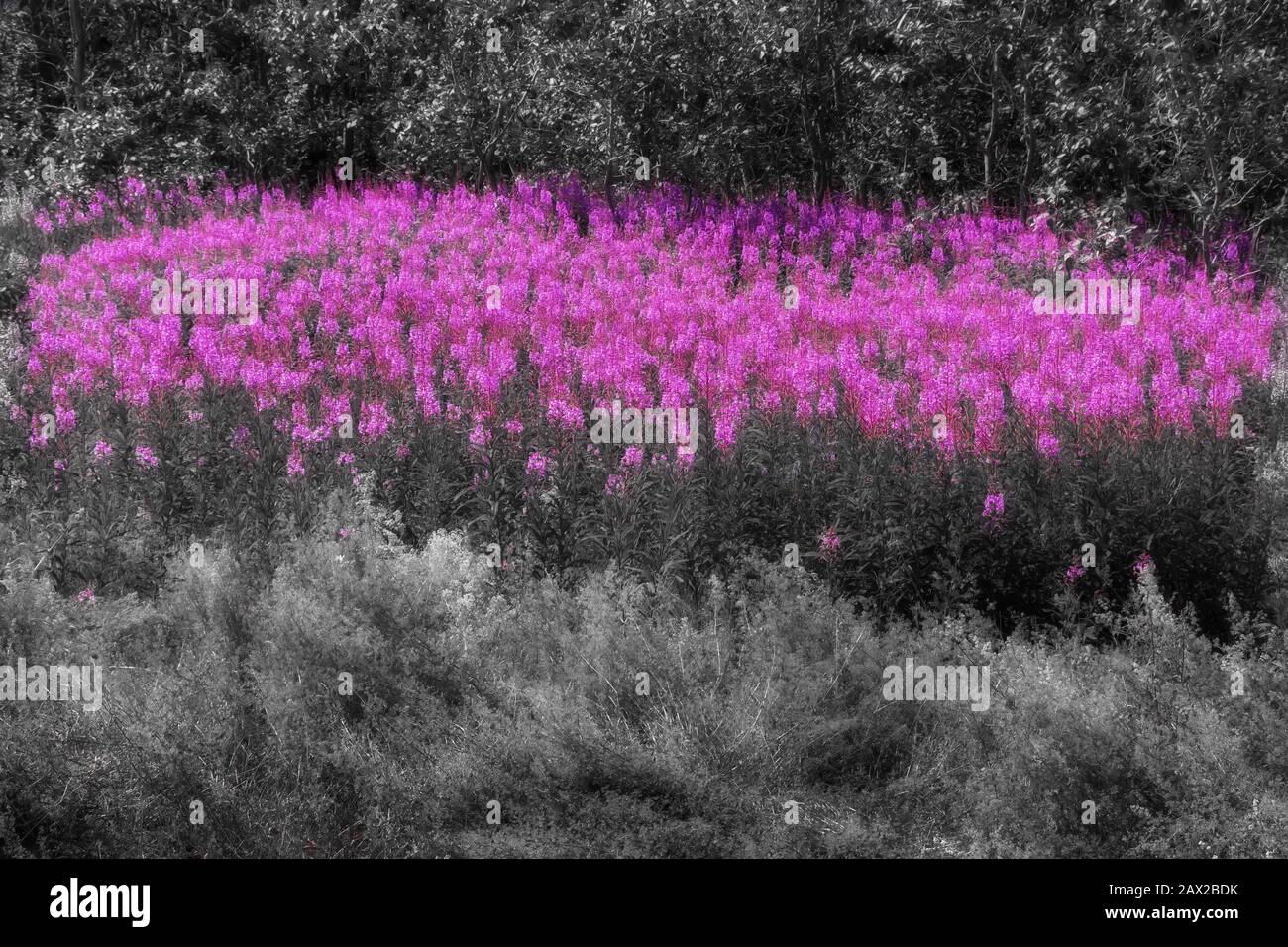 Pink Fireweed flowers in black and white meadow Stock Photo - Alamy