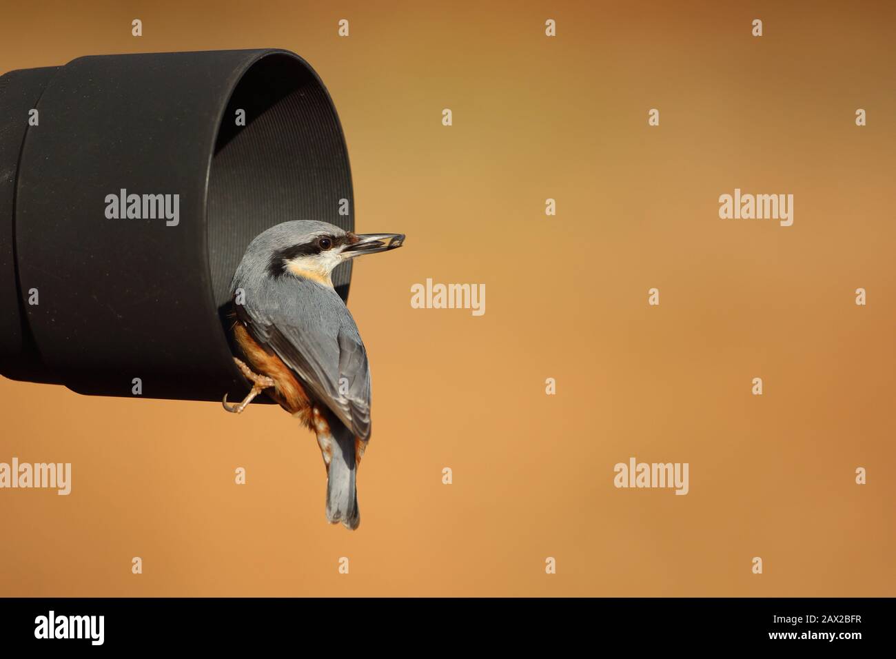 Attracting birds hi-res stock photography and images - Alamy
