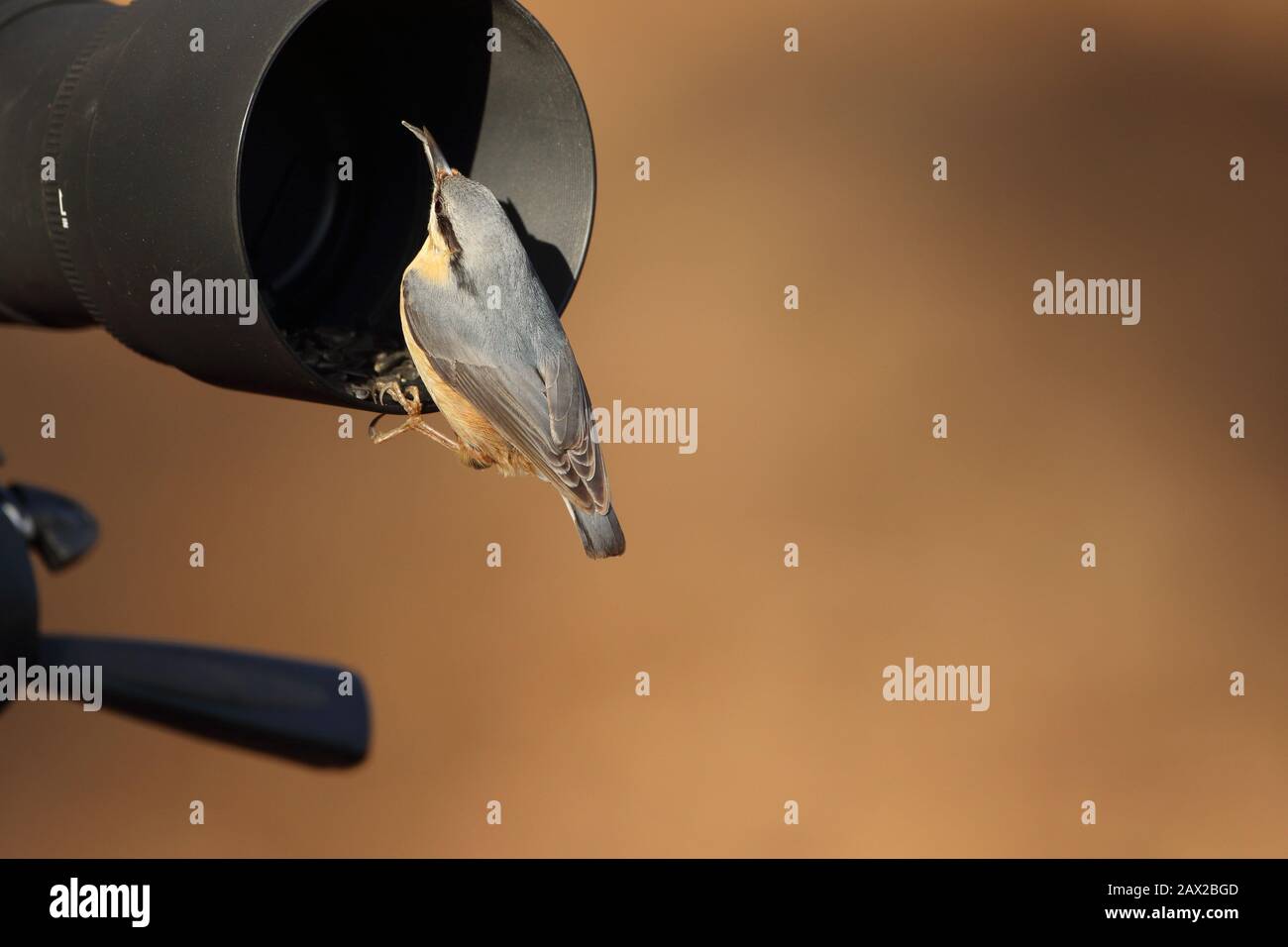Attracting birds hi-res stock photography and images - Alamy