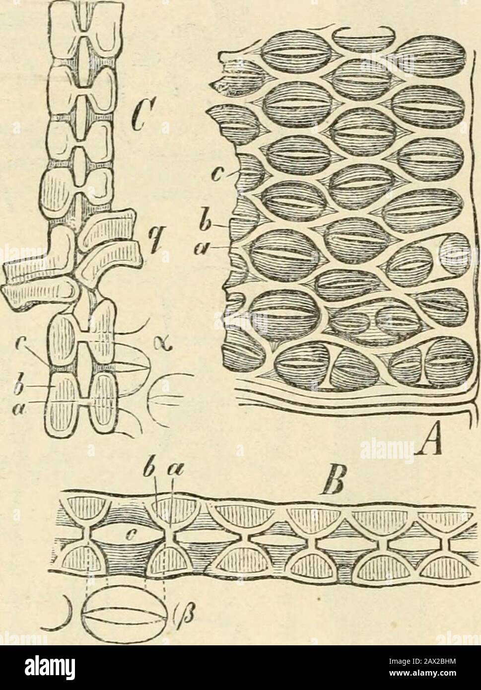 Inner cell mass hi-res stock photography and images - Alamy