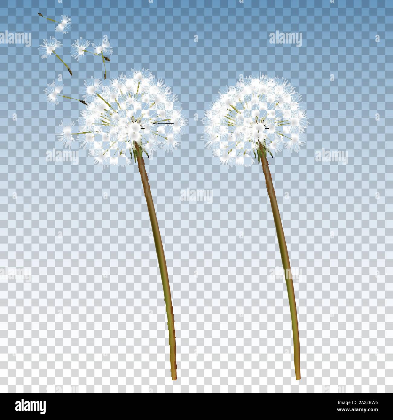 Vector 3d Realistic Dandelion Icon Set Closeup Isolated on Transparent ...
