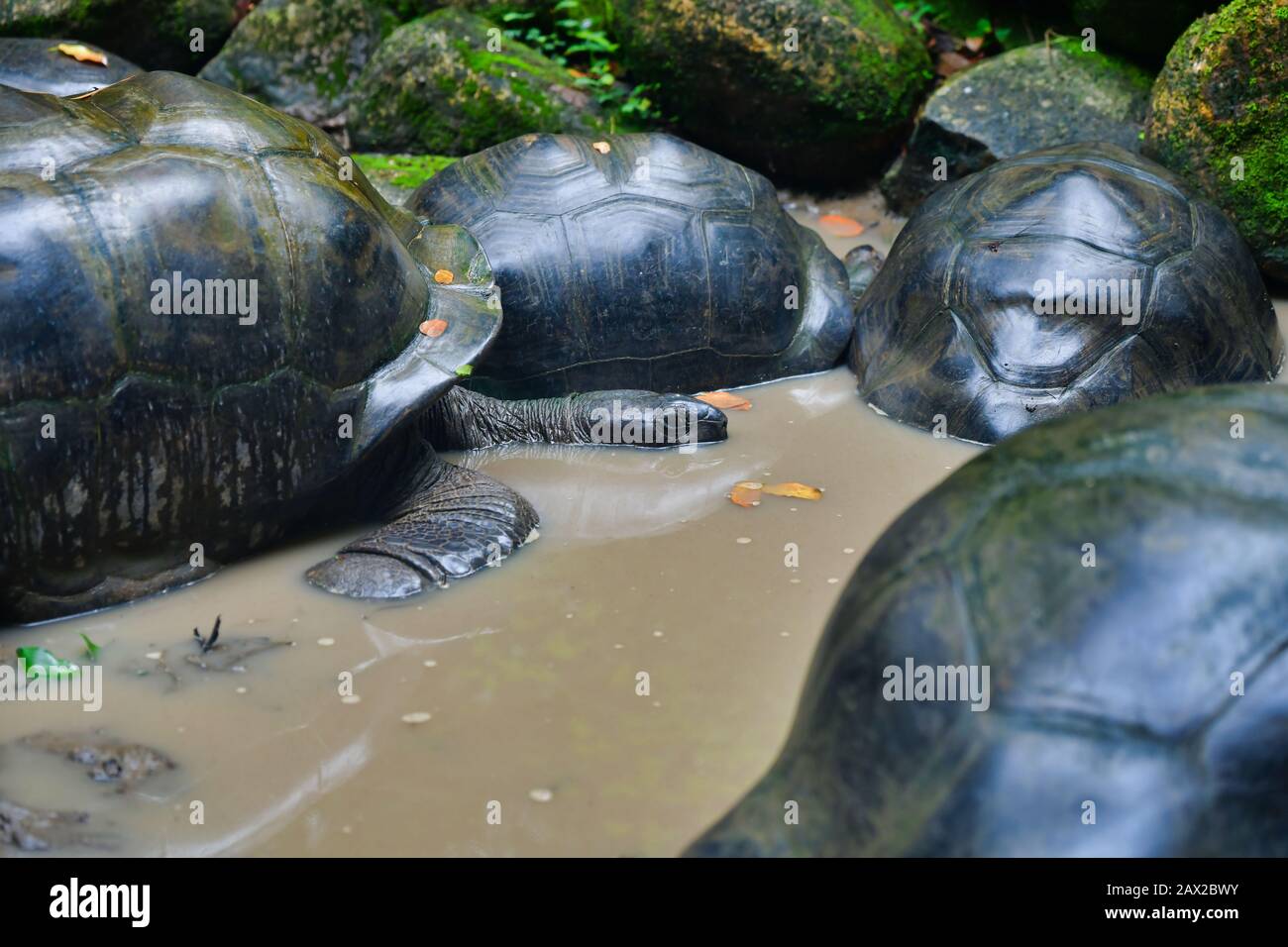 Dark brown tortoise shell hi-res stock photography and images - Alamy