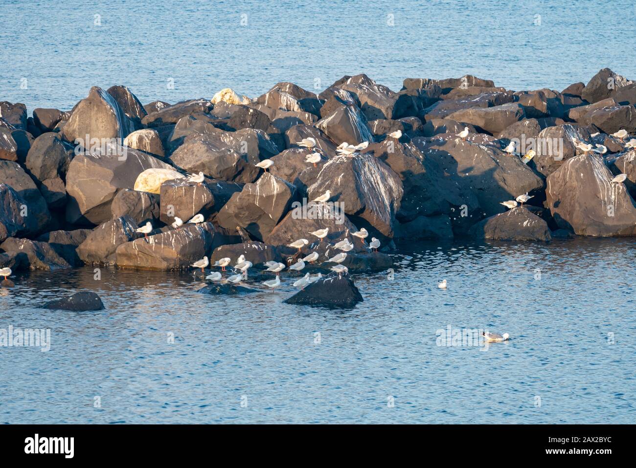 Many seagulls sitting on the stone rocks in the sea Stock Photo - Alamy
