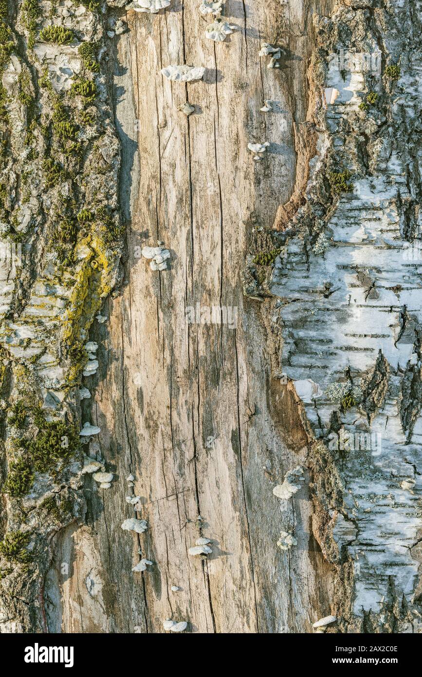 Birch tree bark texture. Surface of the tree trunk Stock Photo - Alamy