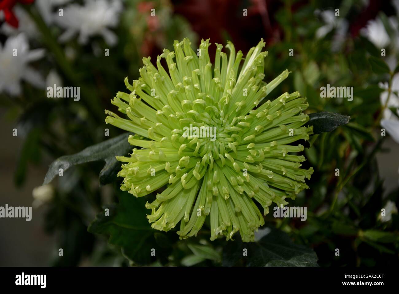 Flower from above hi-res stock photography and images - Alamy