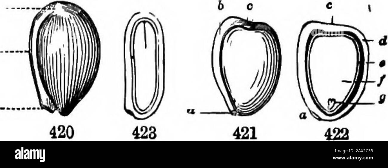 The elements of botany for beginners and for schools . SECTION IS ...