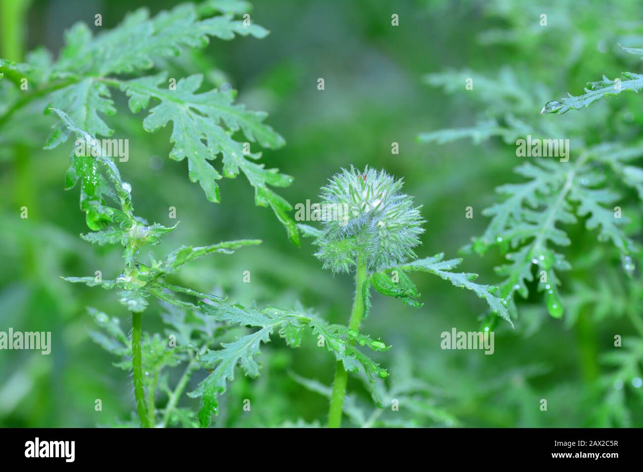 Green leaves flora in nature hi-res stock photography and images - Alamy