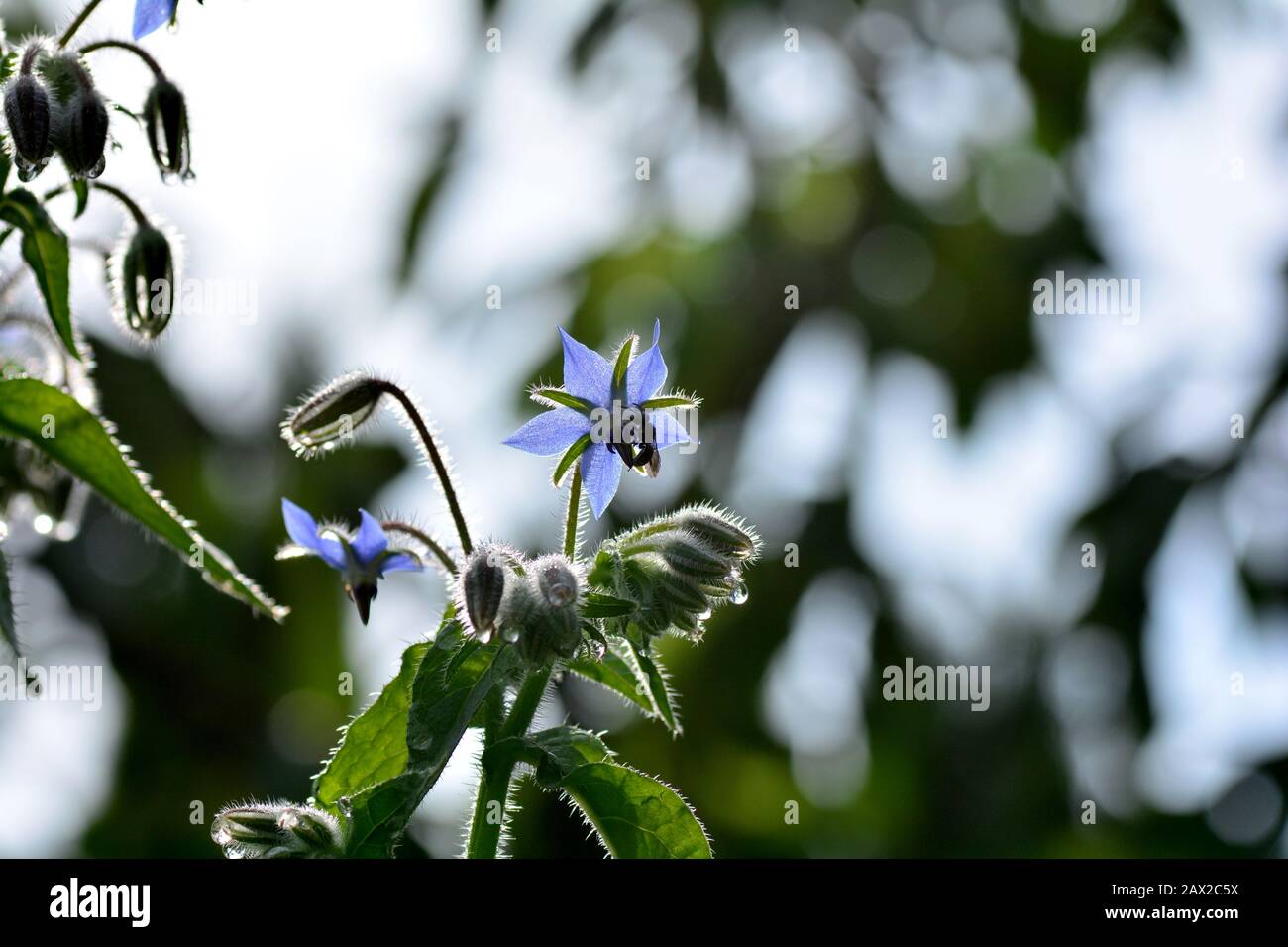 Blue borage flowers ( Borago officinalis ) in the back light , in the ...