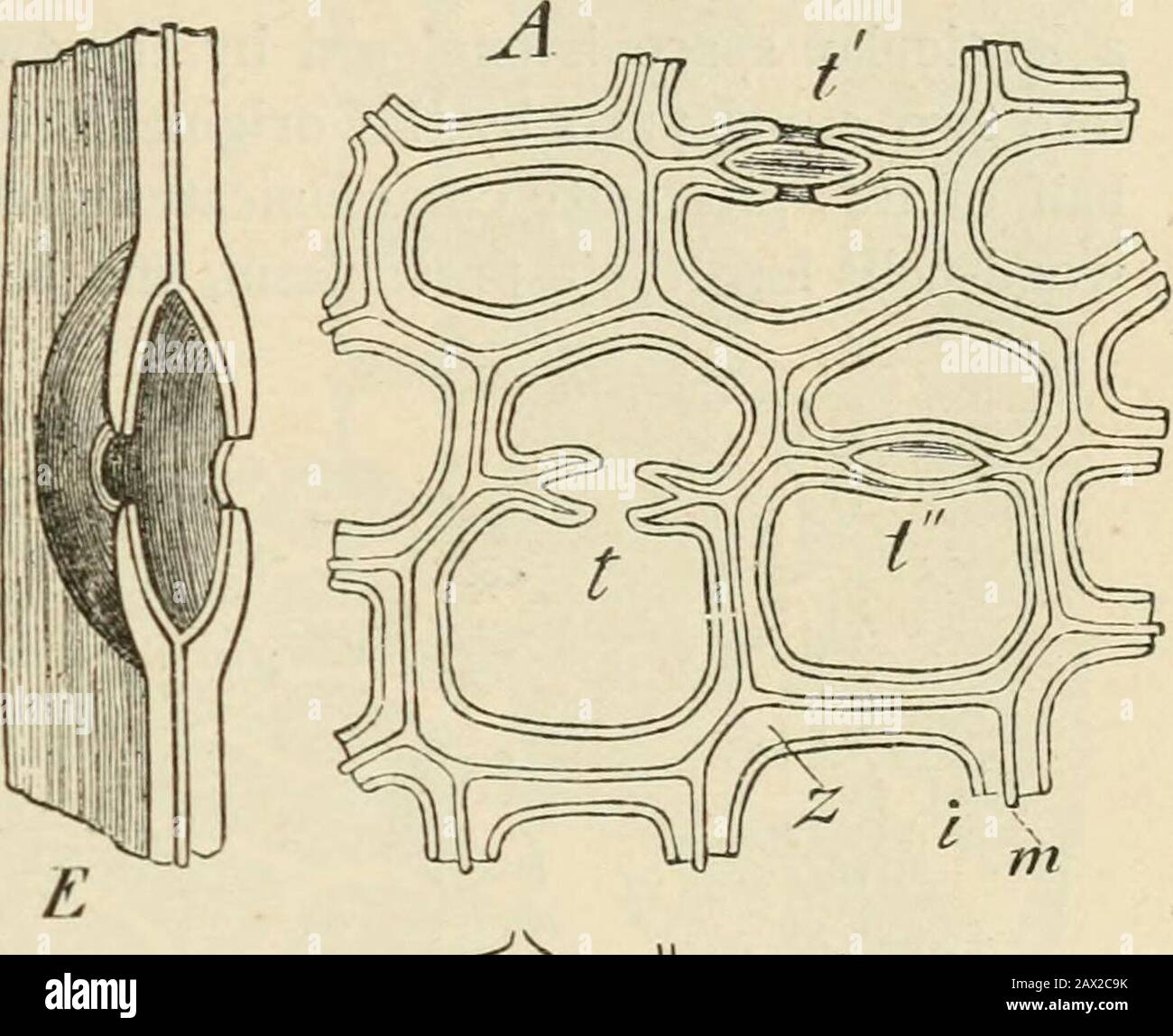 Medullary rays hi-res stock photography and images - Alamy