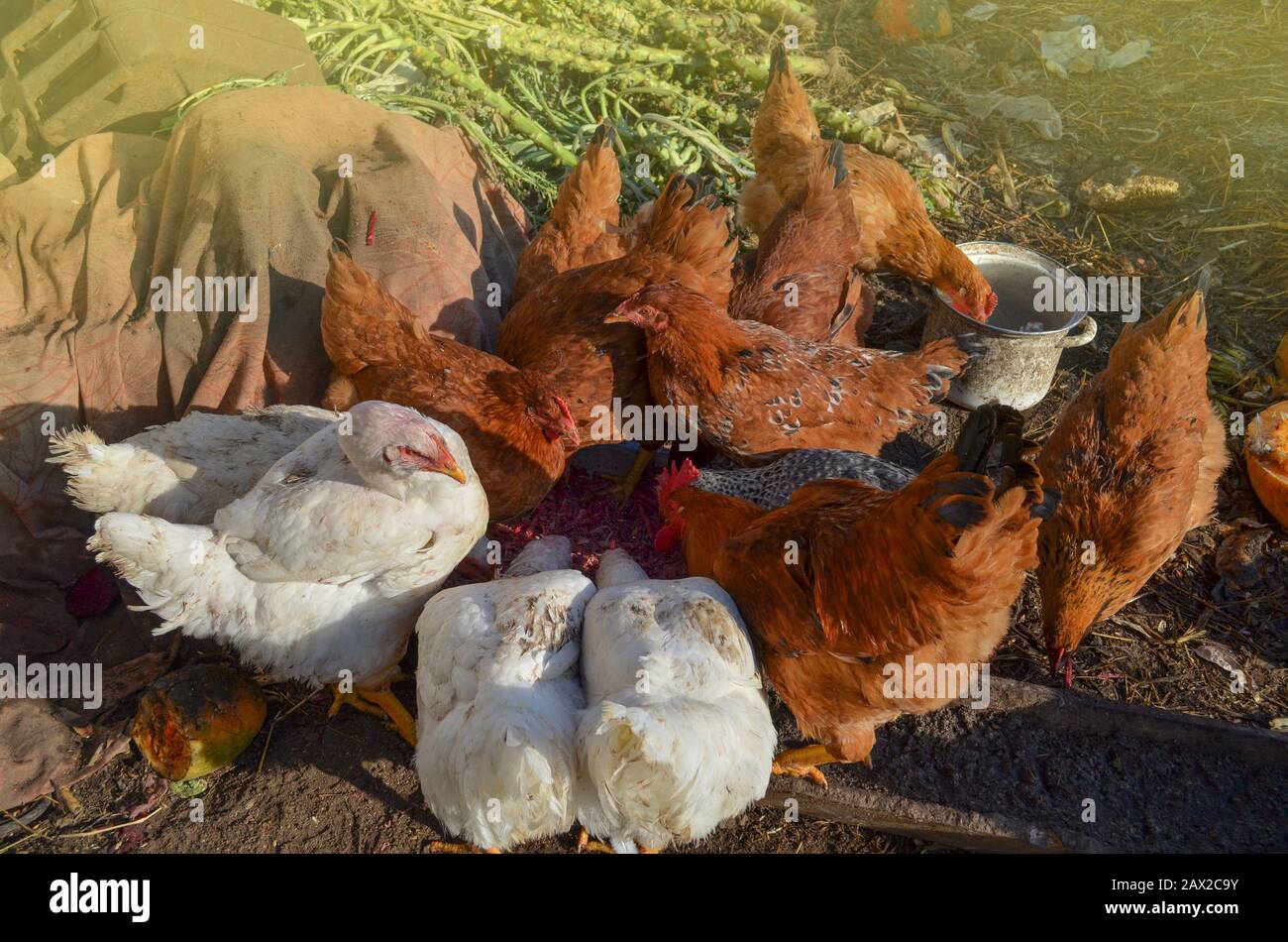Hens in hen house. Hens in bio farm. Chickens in farm at sunny day ...