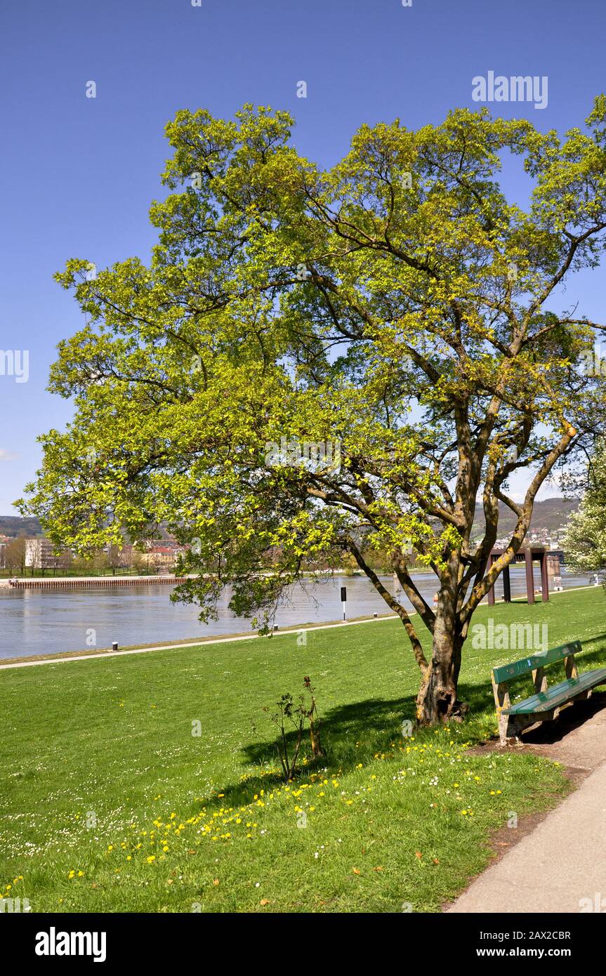 Tree with river in the background Stock Photo - Alamy