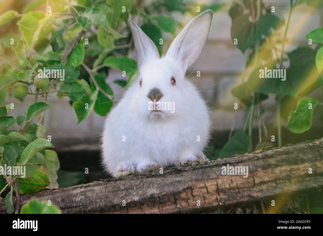 Rabbit in spring green grass background. White rabbit sitting on green ...