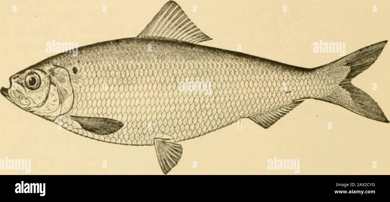 Skipjack spawn hi-res stock photography and images - Alamy