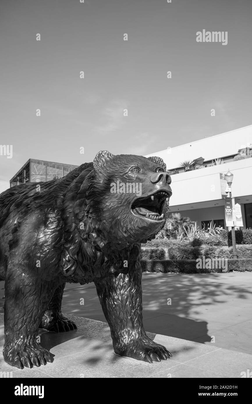 Ucla campus bear hi-res stock photography and images - Alamy