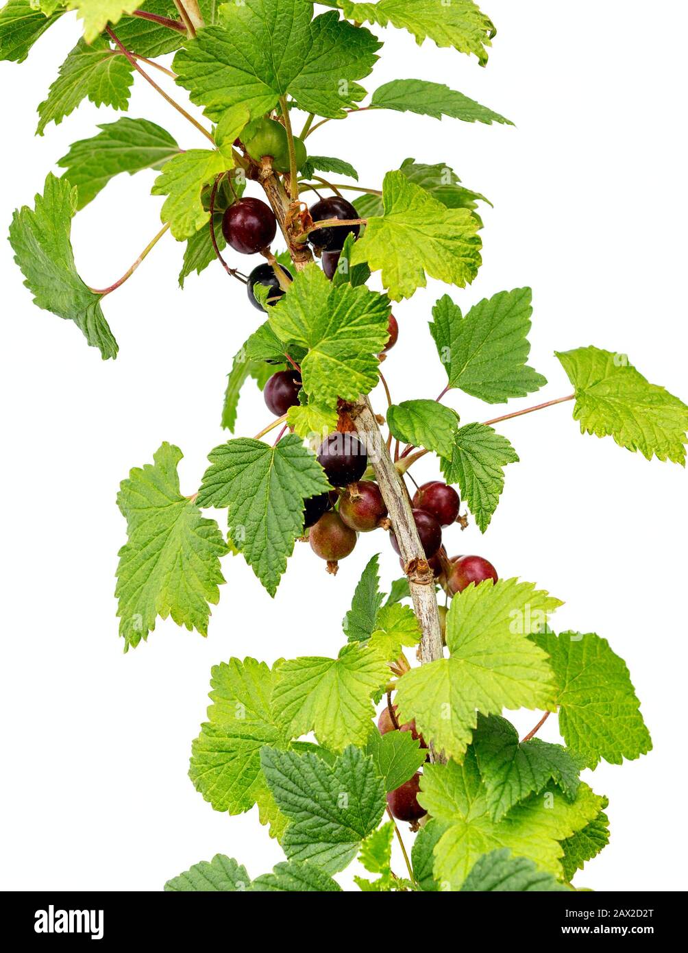 Currant Berries. Branch of black currant fruits with berries and leaf ...