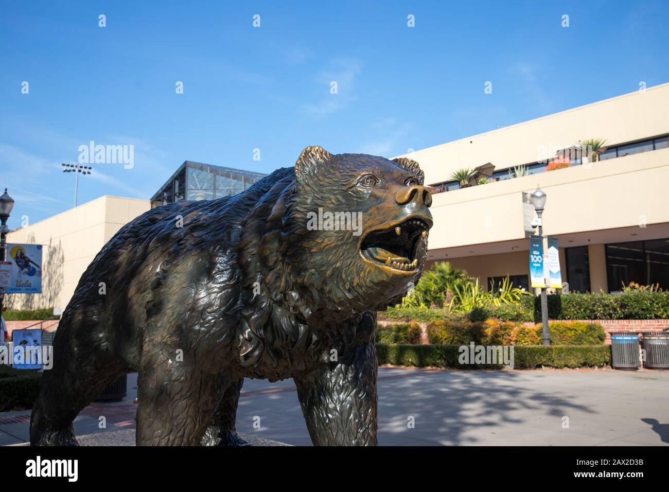 Ucla campus bear hi-res stock photography and images - Alamy