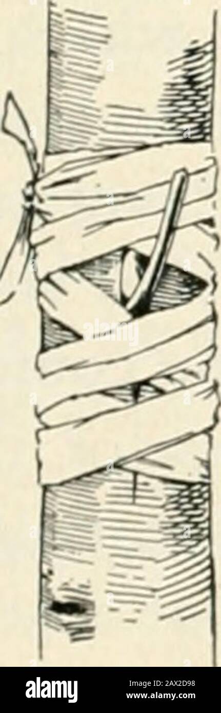 Shield budding hi-res stock photography and images - Alamy