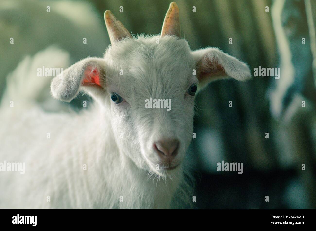 Domestic goats in the farm. Little goat in the barn standing in wooden ...
