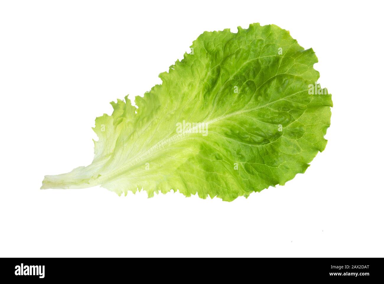 Lettuce Slices
