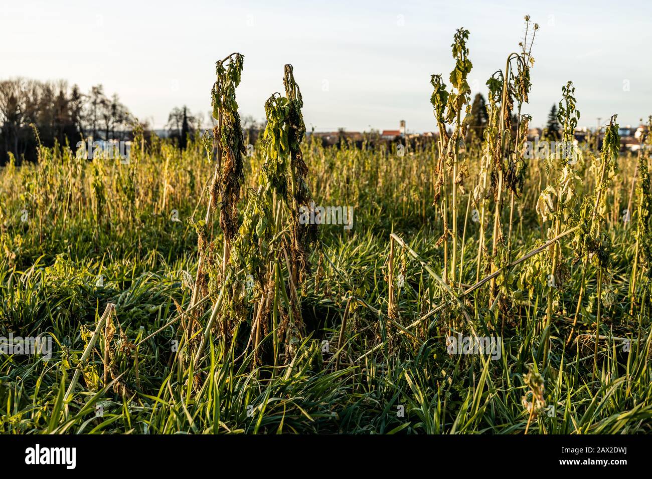 ugly and withered weed on a harvested crop field late in autumn Stock ...