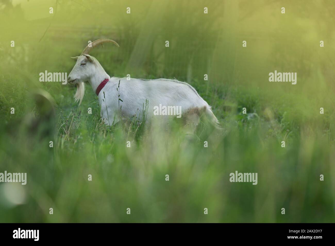 Juicy green grass and goats. Goat in a clearing with grass. Goat walks ...