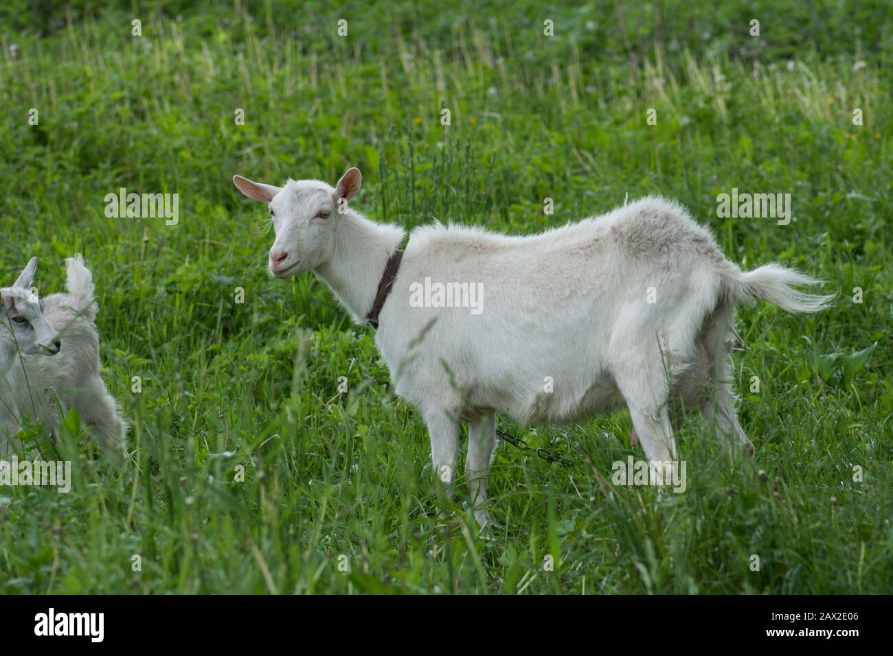 White cheerful goat sitting hi-res stock photography and images - Alamy