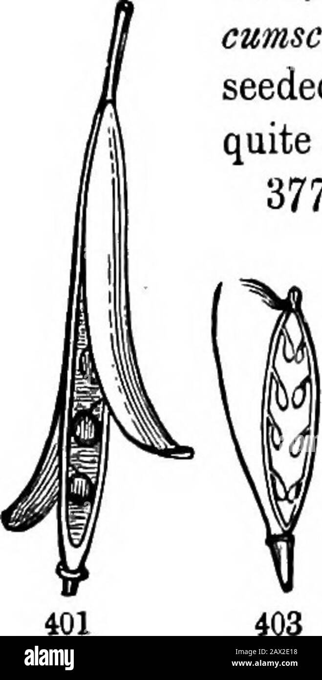 The elements of botany for beginners and for schools . Diagrams of the ...