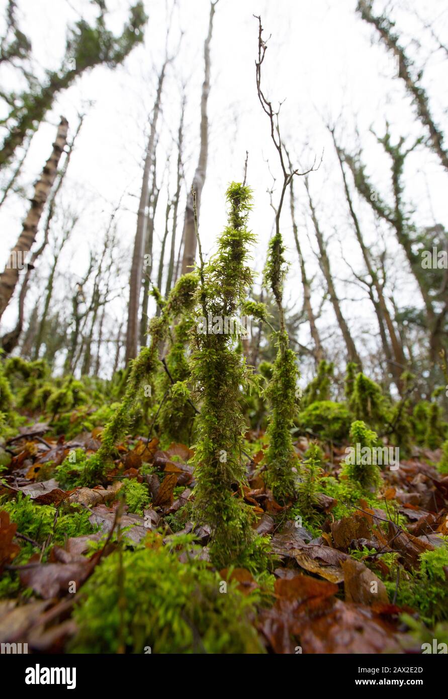 Mossy woodland lancashire hi-res stock photography and images - Alamy