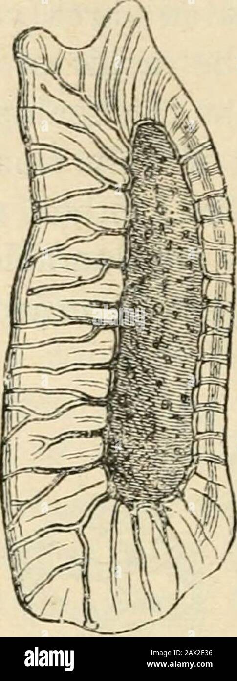 Stalk begonia hi-res stock photography and images - Alamy